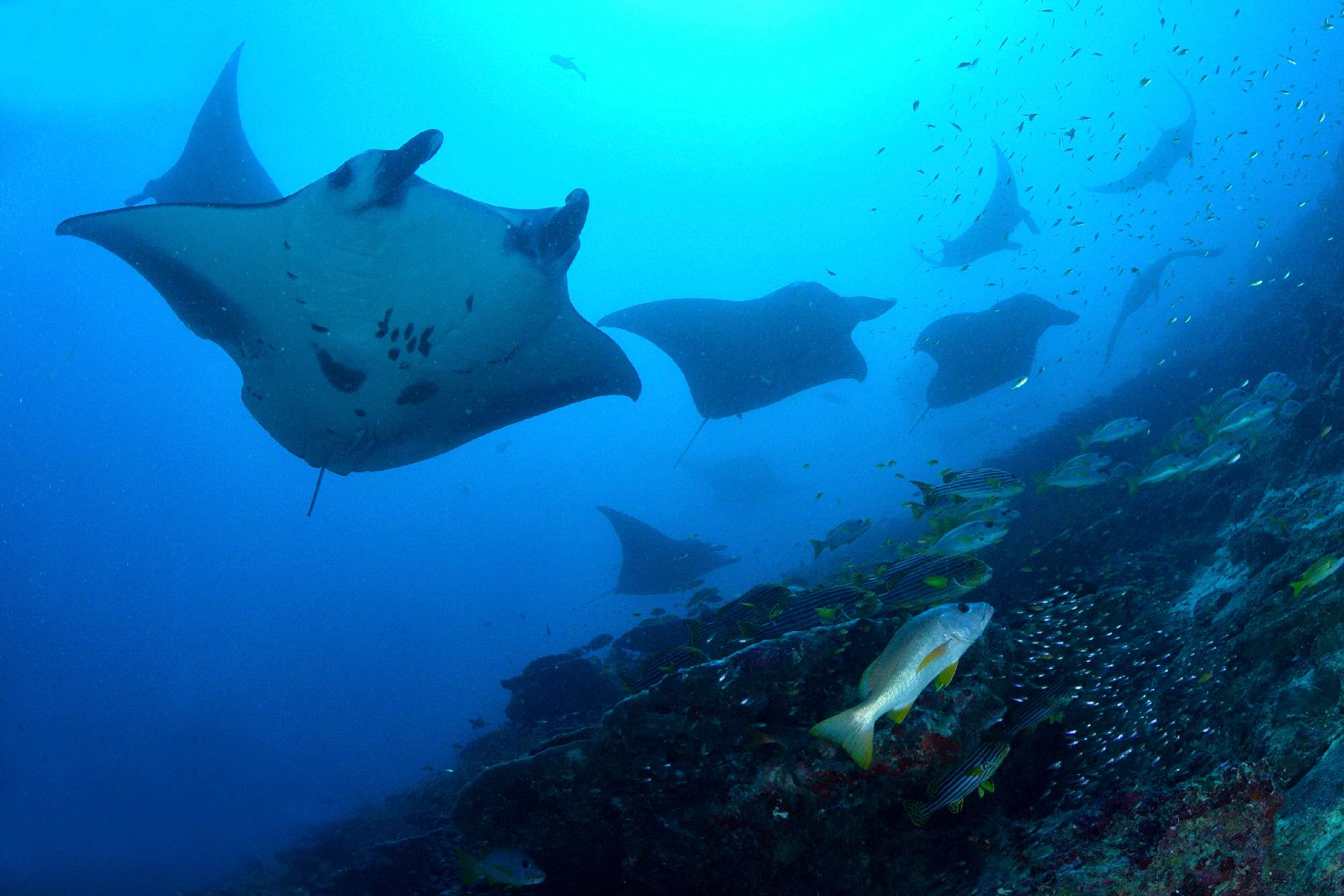Crociere alle Maldive. Immersioni e snorkeling tra gli atolli più belli.